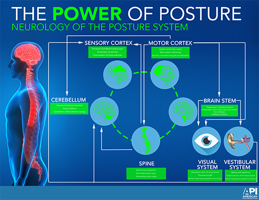 Neurological Posture ReAlignment